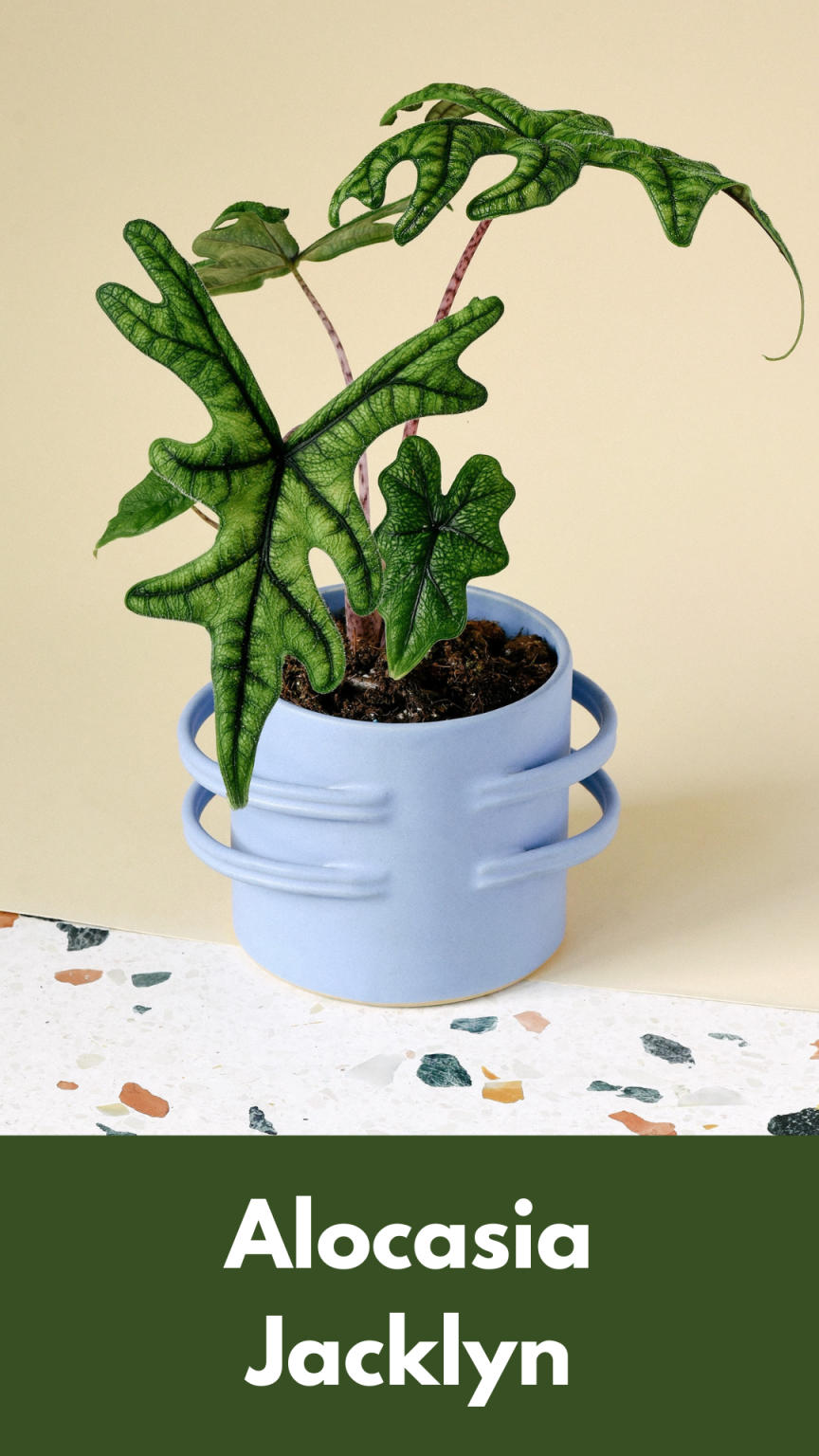 Alocasia Jacklyn Benefits Care And Propagation